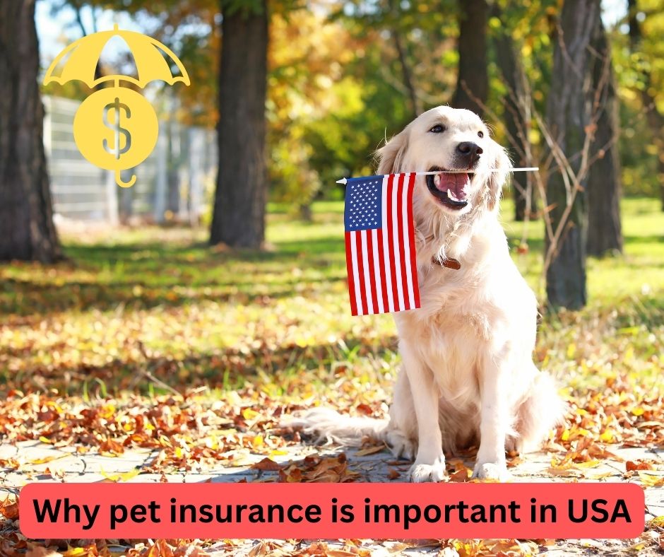 why pet insurance is important in USA - Pet Insurance